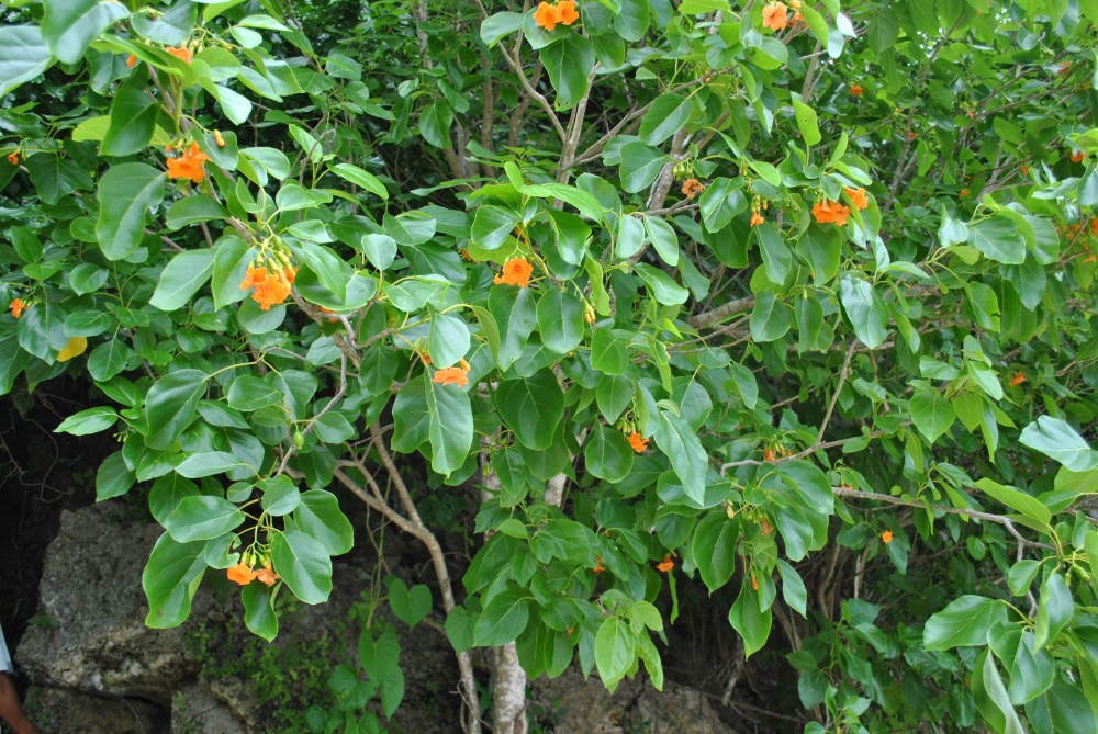 Balu Flowers (4) | Cainta Plant Nursery