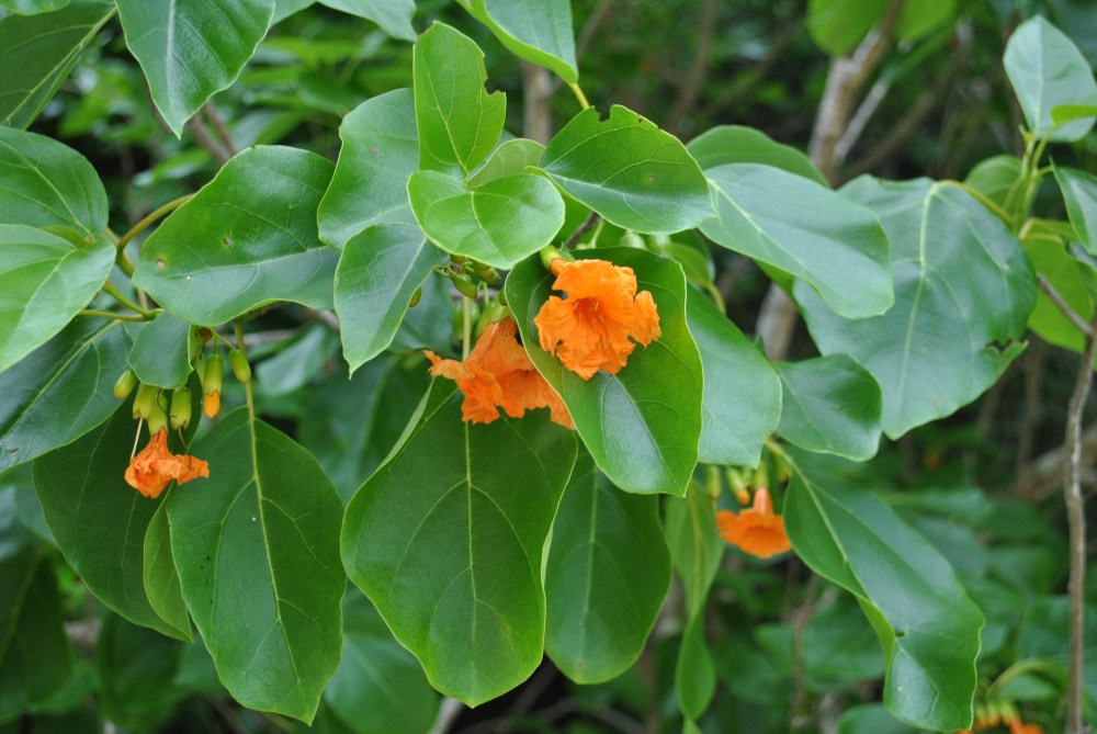 Balu Flowers | Cainta Plant Nursery