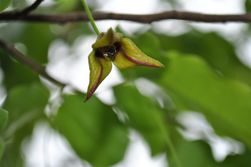 Takulao Flower (3) | Cainta Plant Nursery