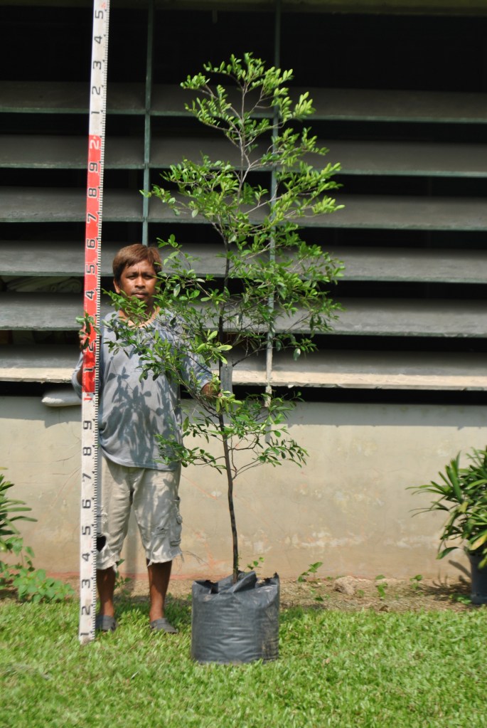 Balakat Gubat 6-7ft | Cainta Plant Nursery