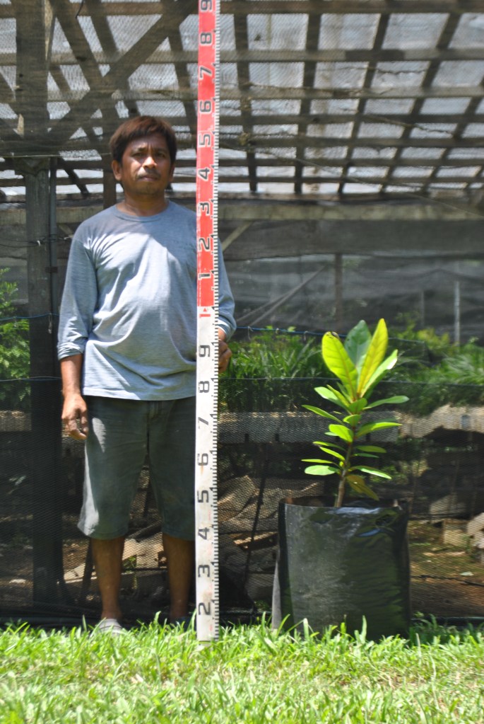 Botong 2ft | Cainta Plant Nursery