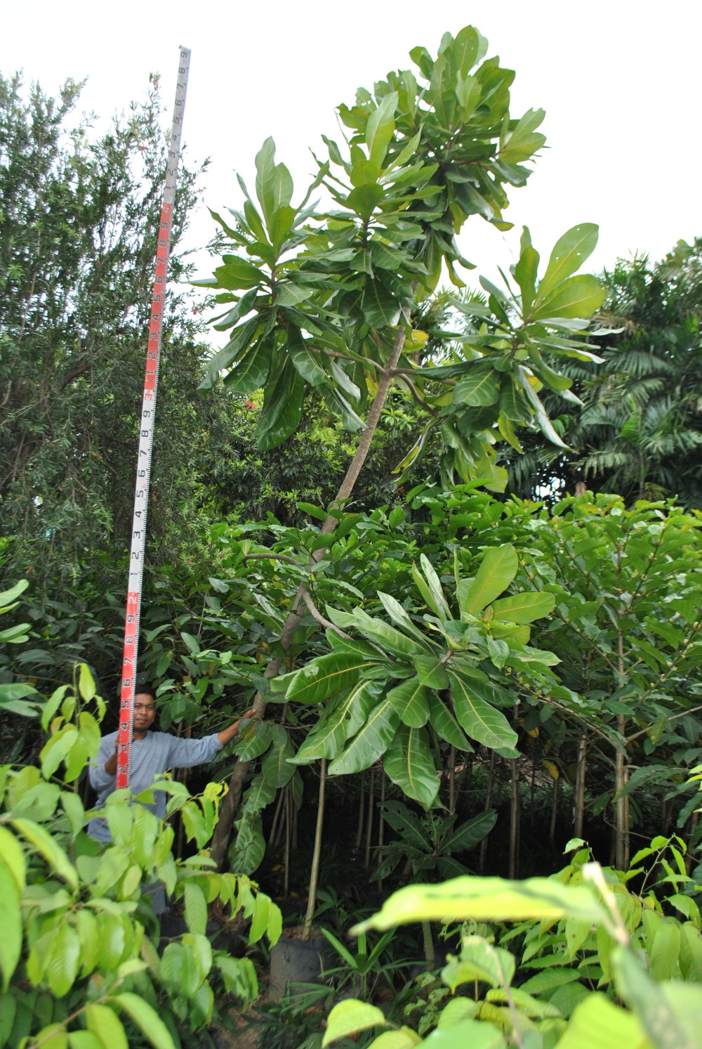 Botong XL | Cainta Plant Nursery