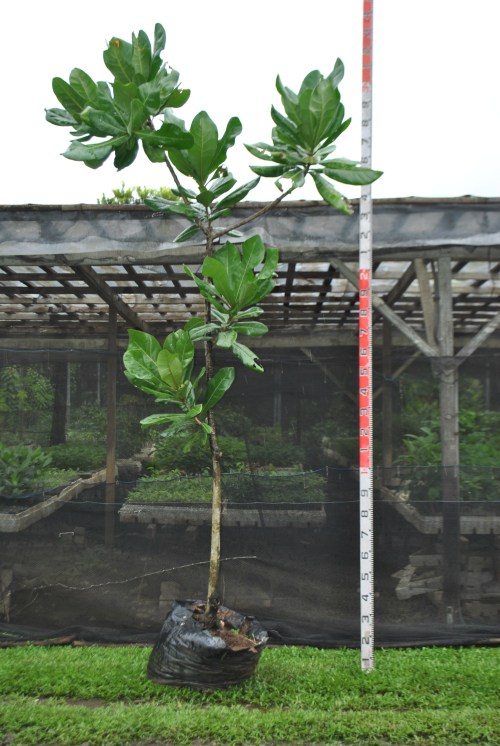 Botong#16, 6-9ft (2) | Cainta Plant Nursery
