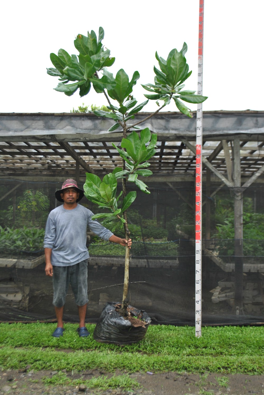 Botong#16, 6-9ft | Cainta Plant Nursery