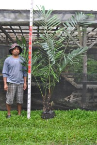 Dumayaka | Cainta Plant Nursery
