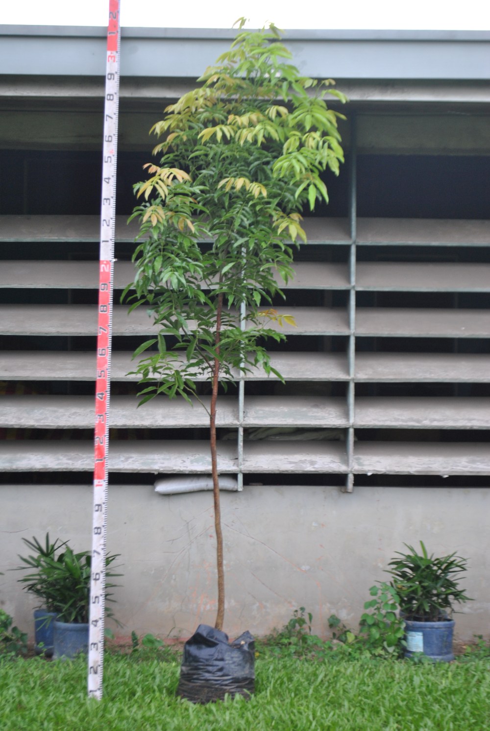 Gayai (2) | Cainta Plant Nursery