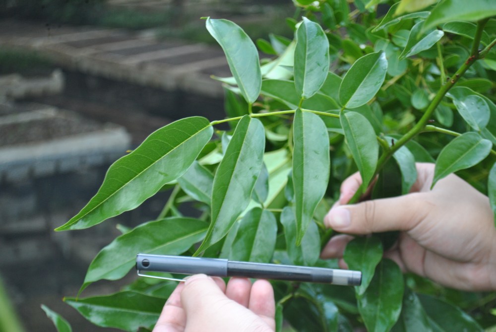 Gayai Leaves mature | Cainta Plant Nursery