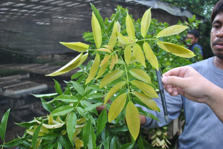 Gayai Leaves new | Cainta Plant Nursery