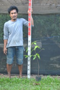 Guijo | Cainta Plant Nursery