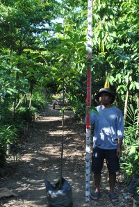 Guijo | Cainta Plant Nursery