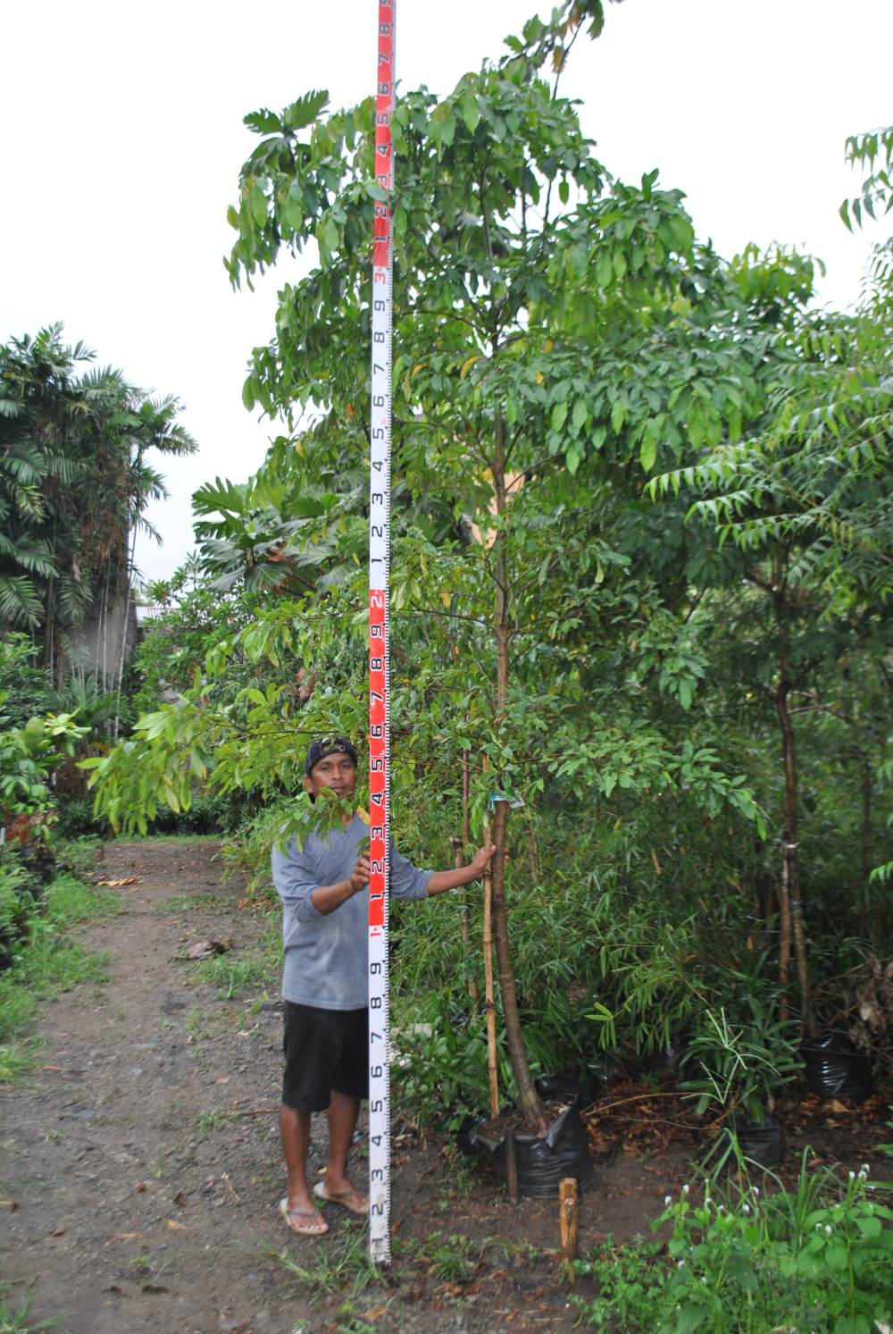 Kalumpit 12ft. | Cainta Plant Nursery