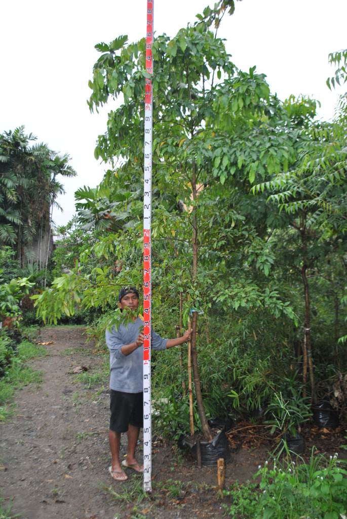 Kalumpit 12ft. | Cainta Plant Nursery