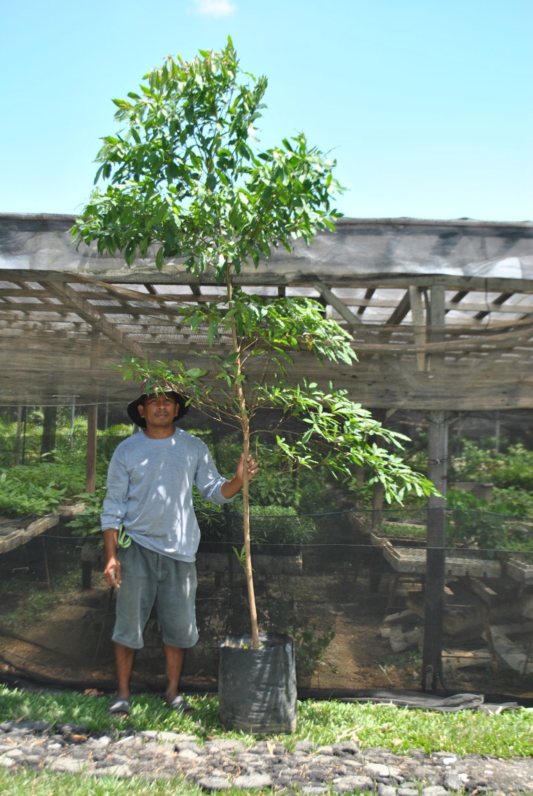 Kalumpit#13 | Cainta Plant Nursery