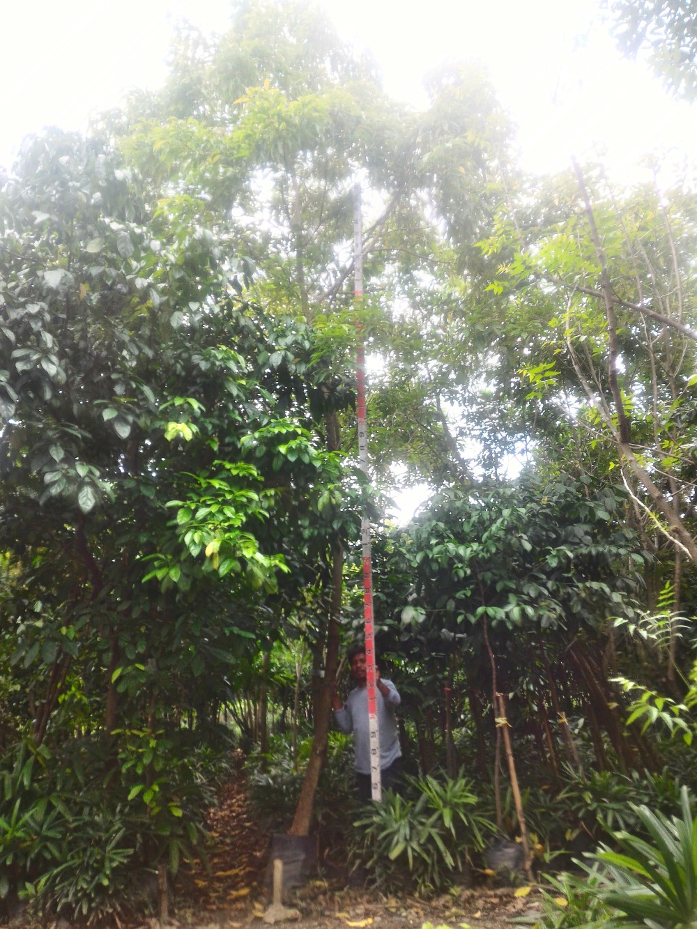 Cainta Plant Nursery