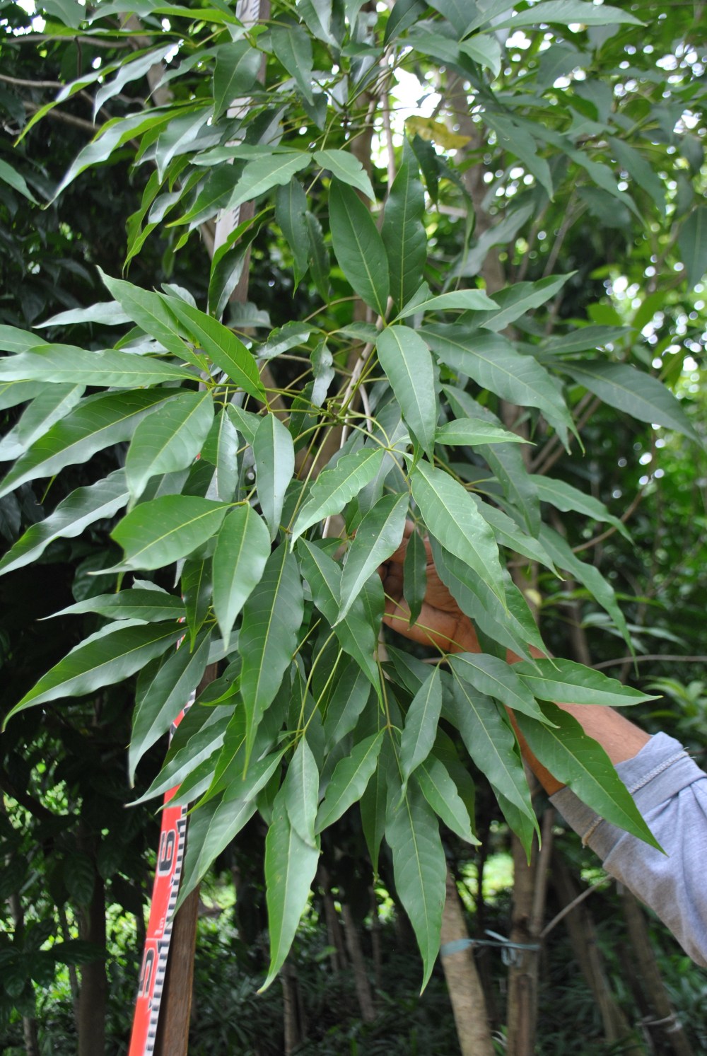 Mulawin Leaves | Cainta Plant Nursery