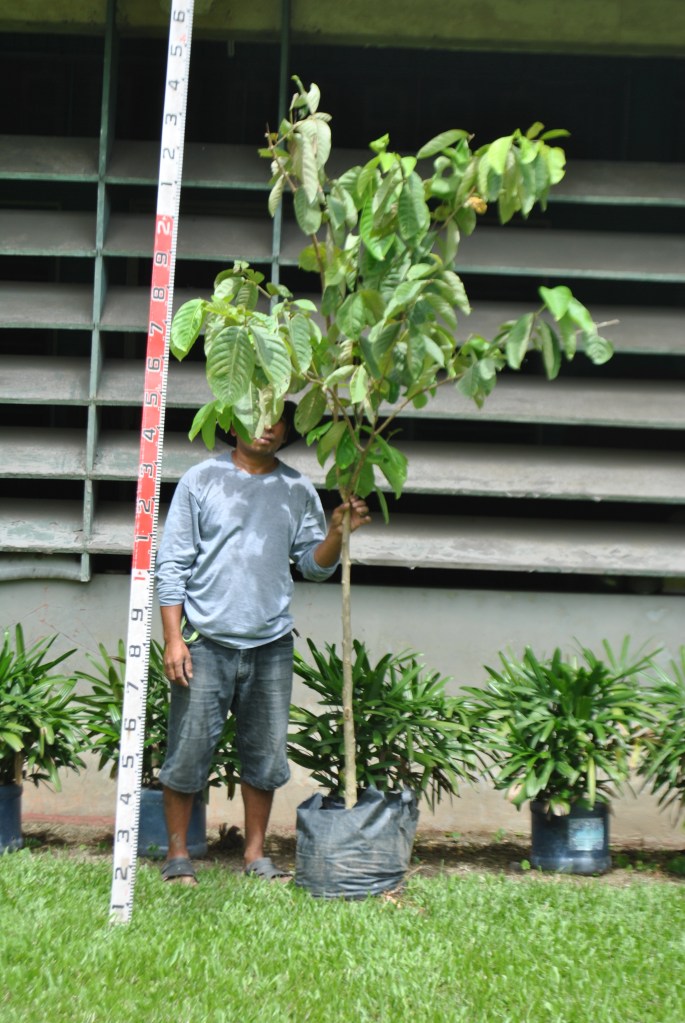 Banaba Green 4-5ft | Cainta Plant Nursery