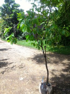 Philippine Indigenous Plants | Cainta Plant Nursery