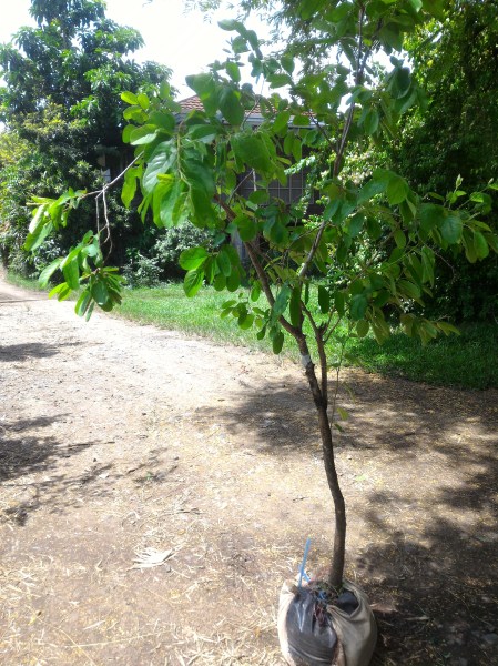 Philippine Indigenous Plants | Cainta Plant Nursery